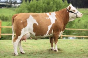 Razas de vacas | Tipos de vacas y sus características