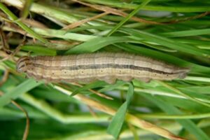 Mariposa Ocelos Azules | Características de la ocelos azules
