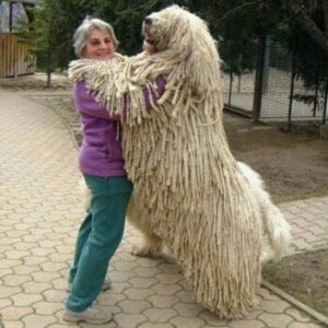 Raza Komondor | Carácter raza Pastor Húngaro