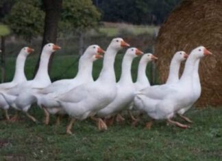 Ocas - Artículos Educativos - CurioSfera Animales ️