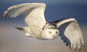 Cómo es el búho | Características del búho