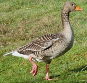 Cómo es la oca o ganso | Características de la oca o ganso