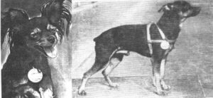 Origen de la raza de perro Pequeño Perro Ruso