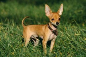 Raza Pequeño Perro Ruso | Carácter pequeño perro ruso