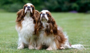 Raza King Charles Spaniel | Carácter toy spaniel inglés