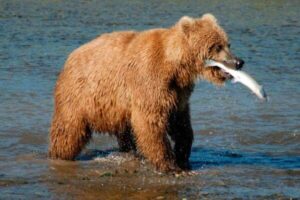 Cómo es el oso pardo | Características del oso pardo