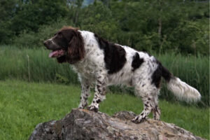 Raza Spaniel Alemán | Carácter perdiguero alemán