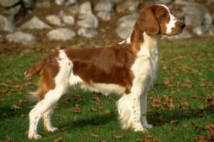 Raza Springer Spaniel Galés | Carácter springer spaniel galés