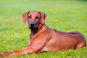Raza Rhodesian Ridgeback | Carácter rhodesian ridgeback