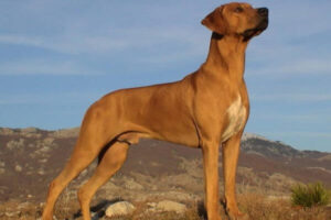 Raza Rhodesian Ridgeback | Carácter rhodesian ridgeback