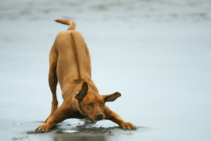 Raza Rhodesian Ridgeback | Carácter rhodesian ridgeback