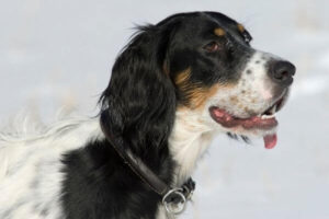 Raza Setter Inglés | Carácter del setter inglés